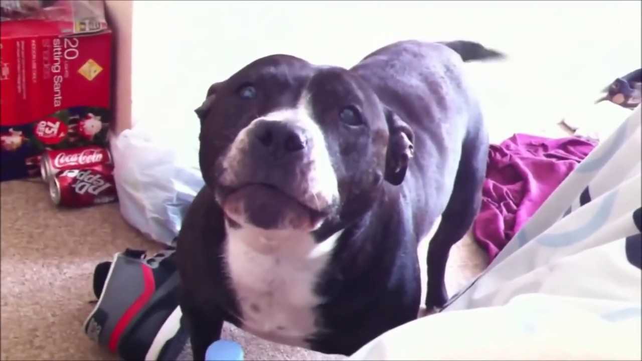 Dogs Argue With Their Owners Compilation - YouTube