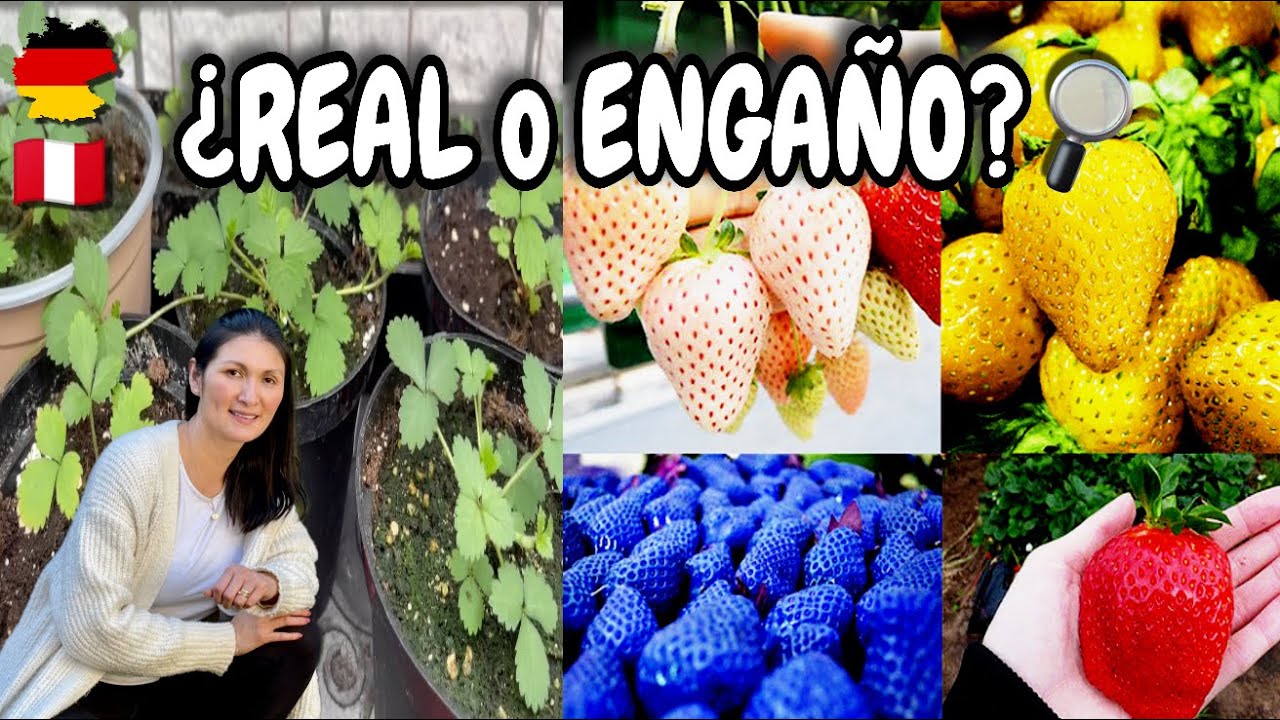 ¿FRESAS AZULES? Plantando Semillas de Colores: ¿Realidad oEstafa ...
