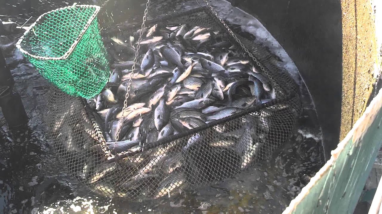 Hybrid Striped Bass Harvest - YouTube