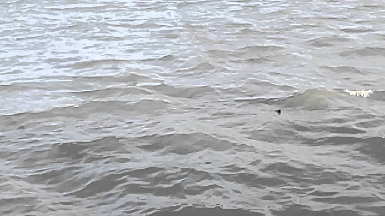 Long neck monster - YouTube