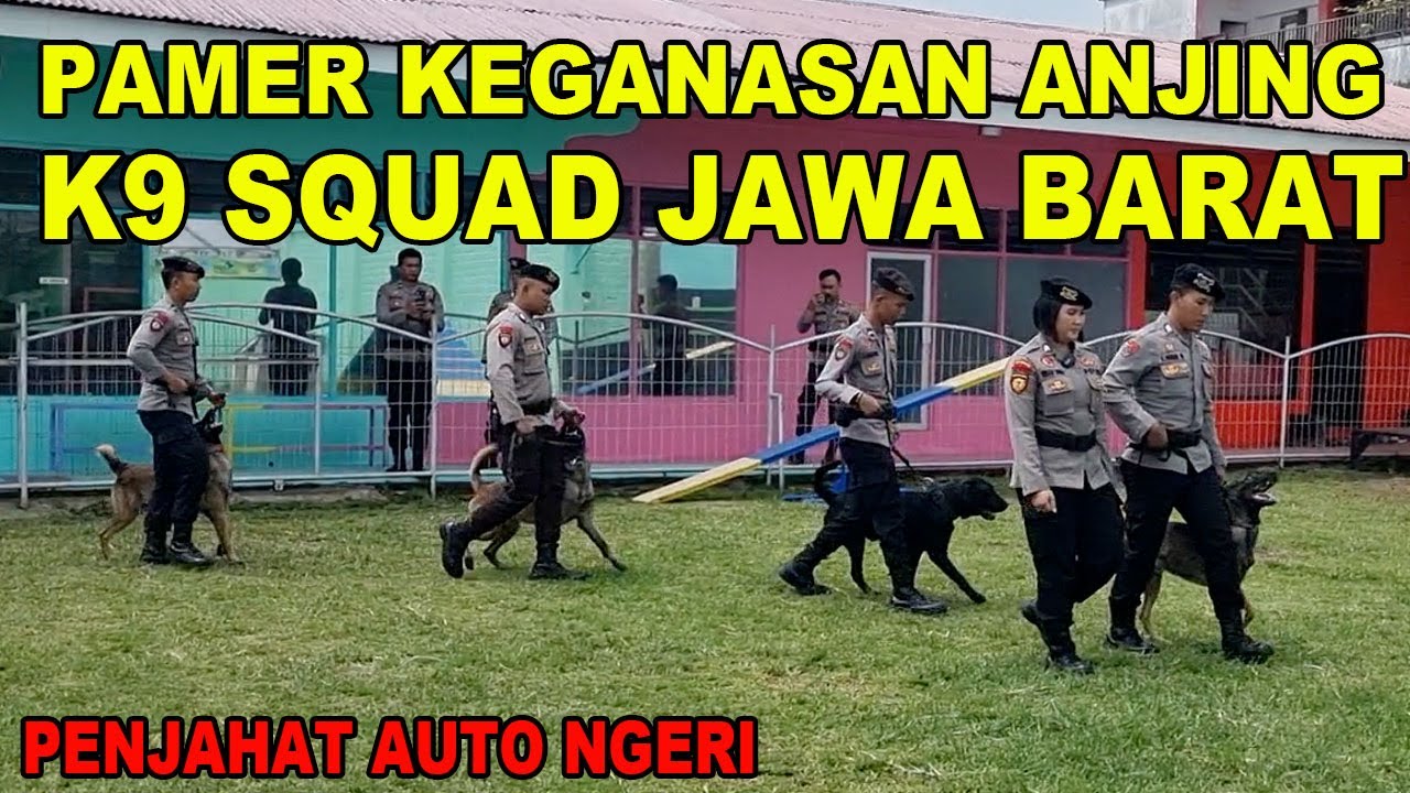 Pamer Keganasan Anjing Polisi K9 Squad Jawa Barat - YouTube