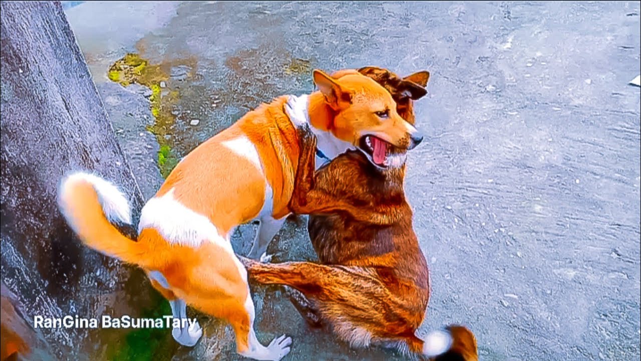 Street Dogs Happy Playing || Dogs Video || Episode-50 || RanGina ...
