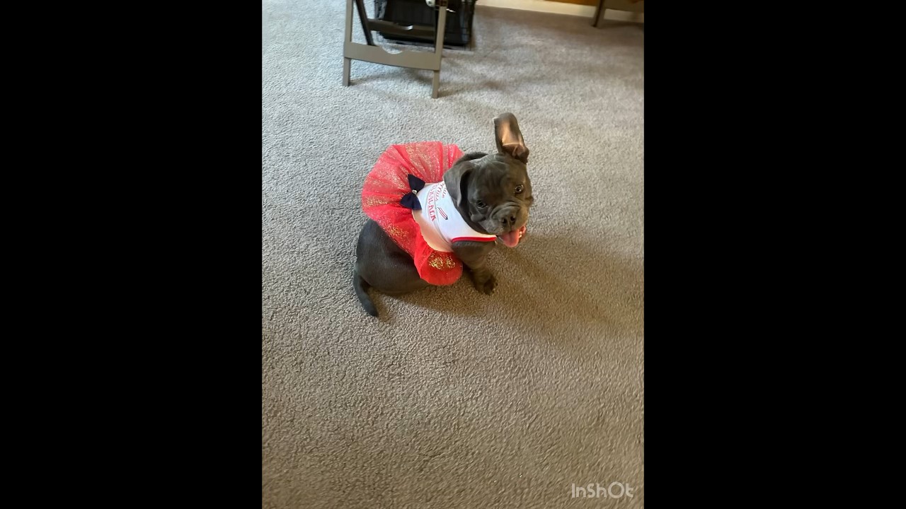 Funny Puppy Dress Up Lilo and her Tutu #funny #puppy #dress #up #lilo # ...