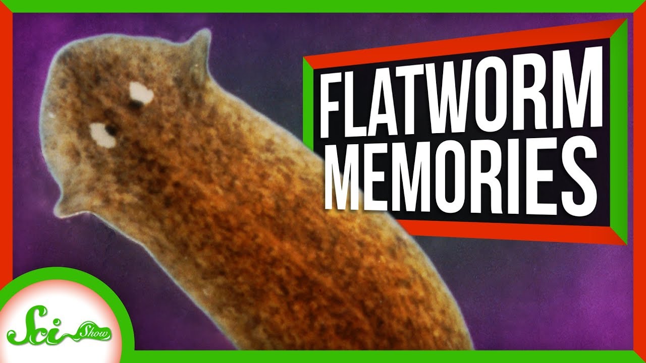 This Flatworm Remembers Things After You Cut Off Its Brain - YouTube