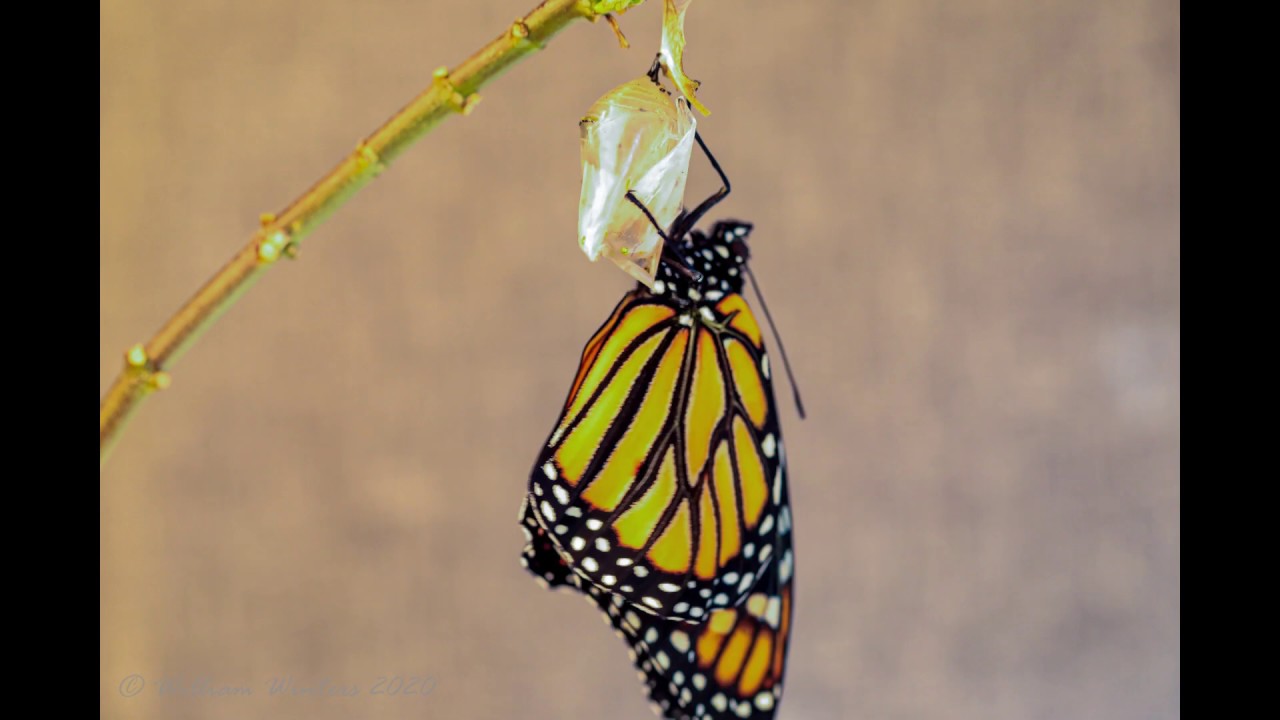 The Birth of a Monarch Butterfly 01 05 2020 - YouTube