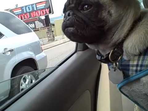 Magda the Pug takes a car ride - YouTube