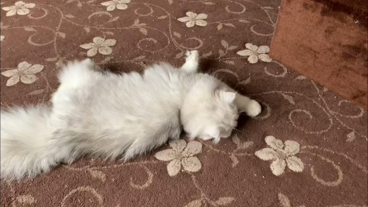 Gucci and Mimi the cats: Cats fighting over catnip - YouTube