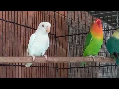 Albino red eye , parblue & Fisher | Birds Fusion | Birds Lovers - YouTube