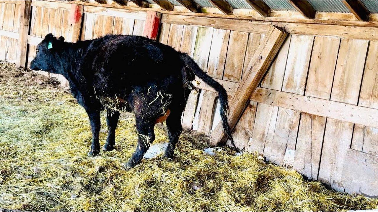 The Birth of a Calf: Heifer Cow #72’s Journey from Birth to First Steps ...