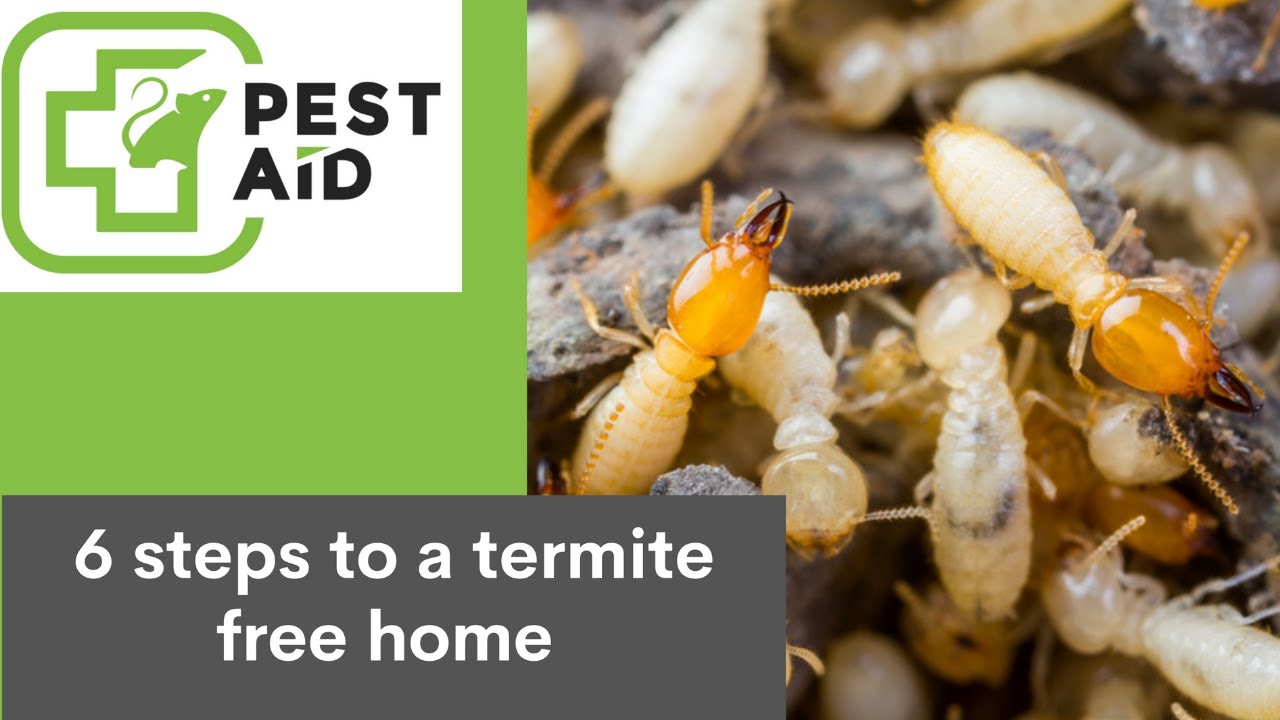 6 steps Termite Control - YouTube