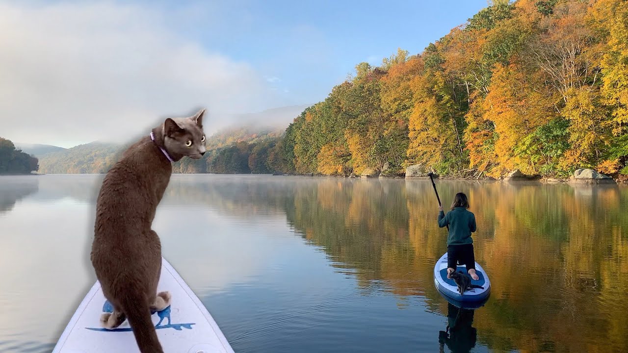 My Cat likes to Paddleboard | Kimchi the cat! - YouTube