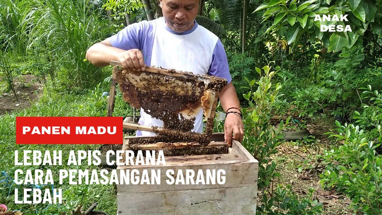 PPanen Madu Lebah Apis Cerana dan Cara Pasang Sarang madu Ke prem - YouTube