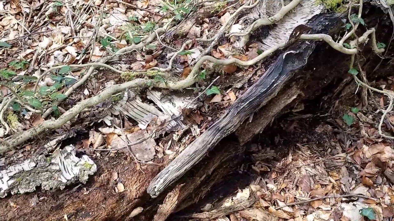 A "well-rotted" Tree Trunk (rich micro-habitat for wildlife) - Leigh ...