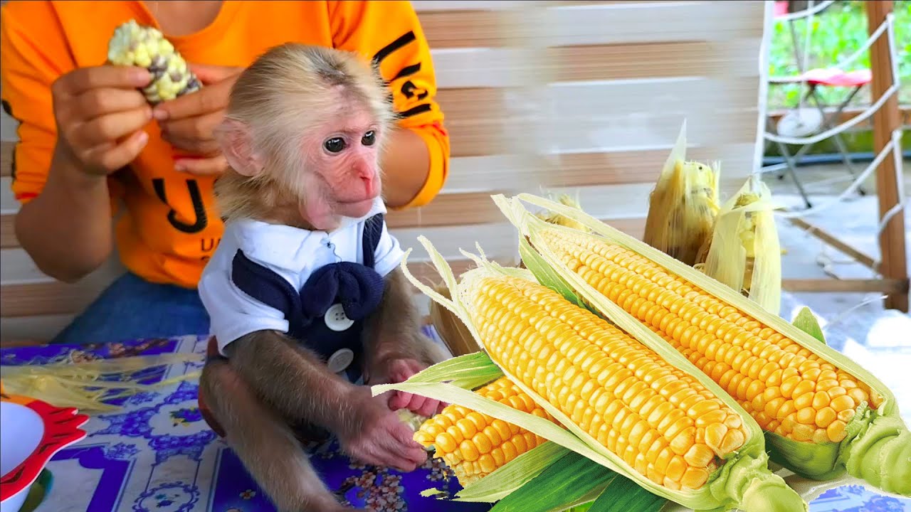 Yummy! Baby monkey Cutis eats boiled corn - YouTube