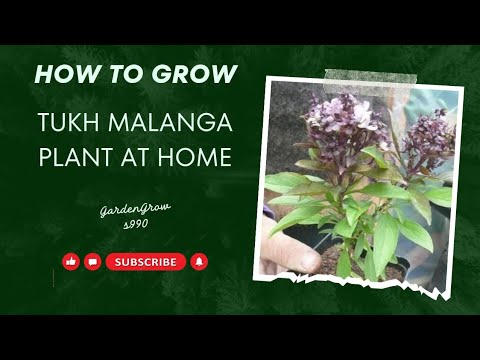 How to grow tukh malanga plant at home | Tukh malanga ka paudha kaisa ...