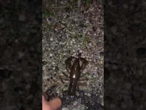 Illinois crawfish - YouTube