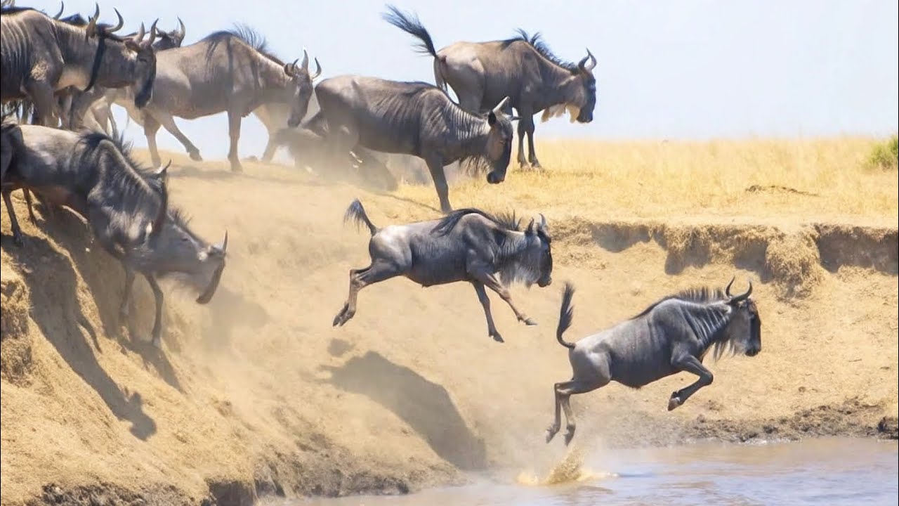 The Great Migration Like You’ve Never Seen Before | Full Documentary ...