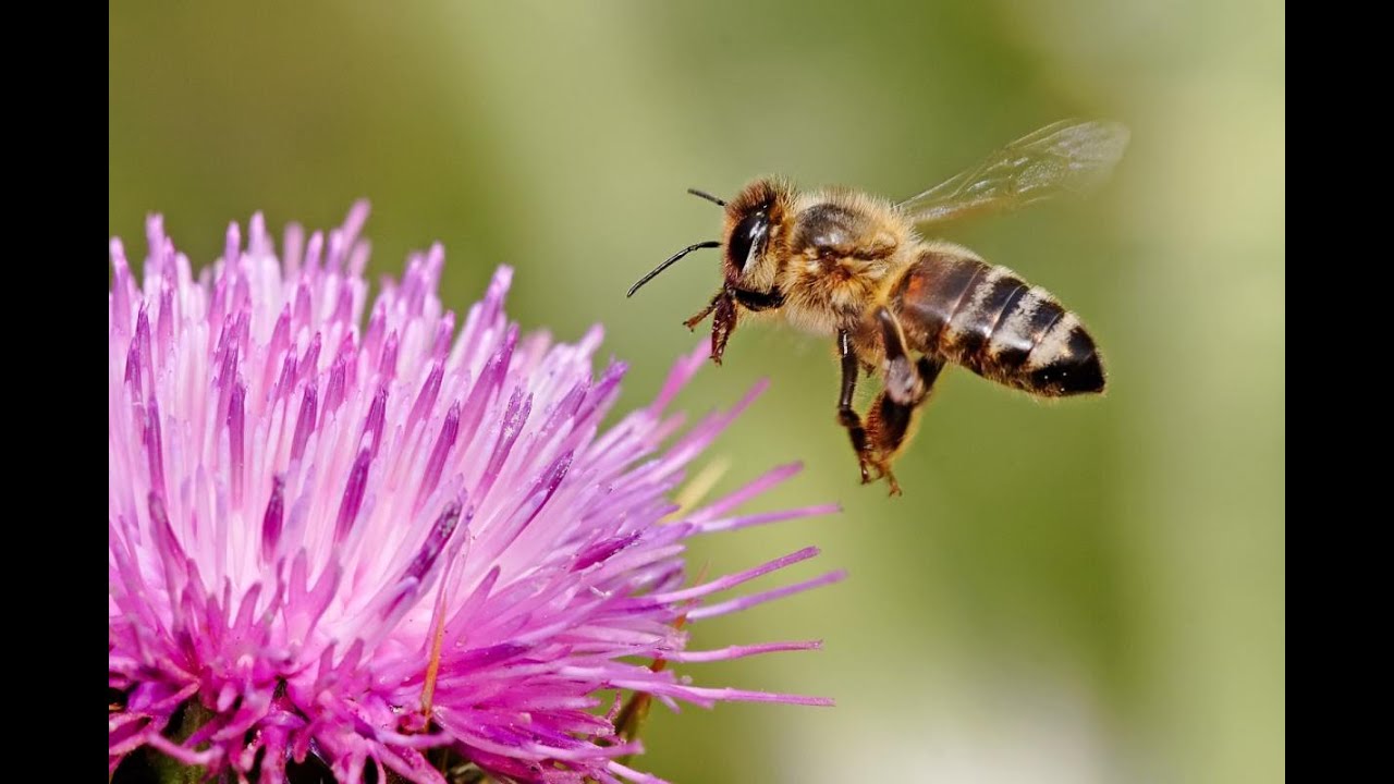 The Bees go Buzzing - YouTube