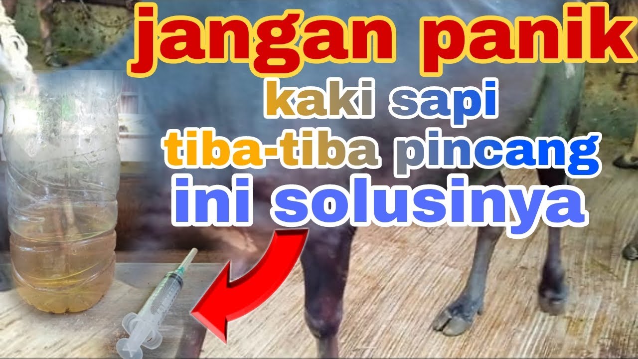 beginilah cara mengobati sapi pincang - YouTube