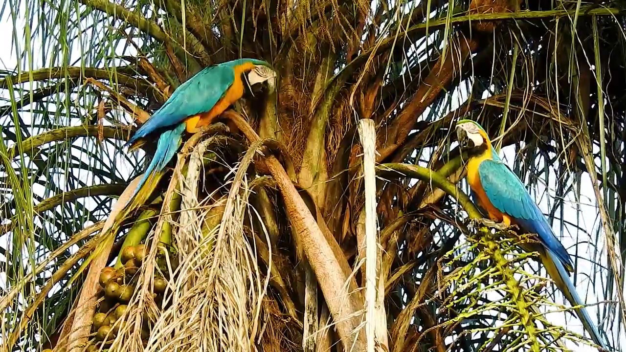 ARARA-CANINDÉ casal (ARA ARARAUNA), BLUE-AND-YELLOW MACAW, ARARA-DE ...