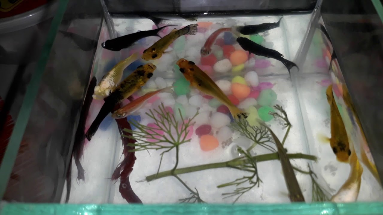 Lance Small Aquarium - YouTube