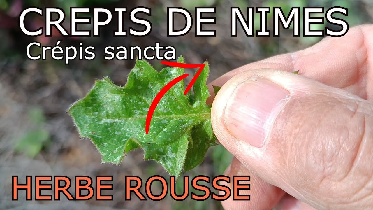 TUTO BENE "35" : Crépis de Nîmes /Crépis sancta/herbe rousse - YouTube