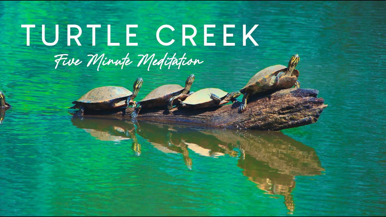 5 Minute Meditation with Turtles for Quick Mindful Break - YouTube