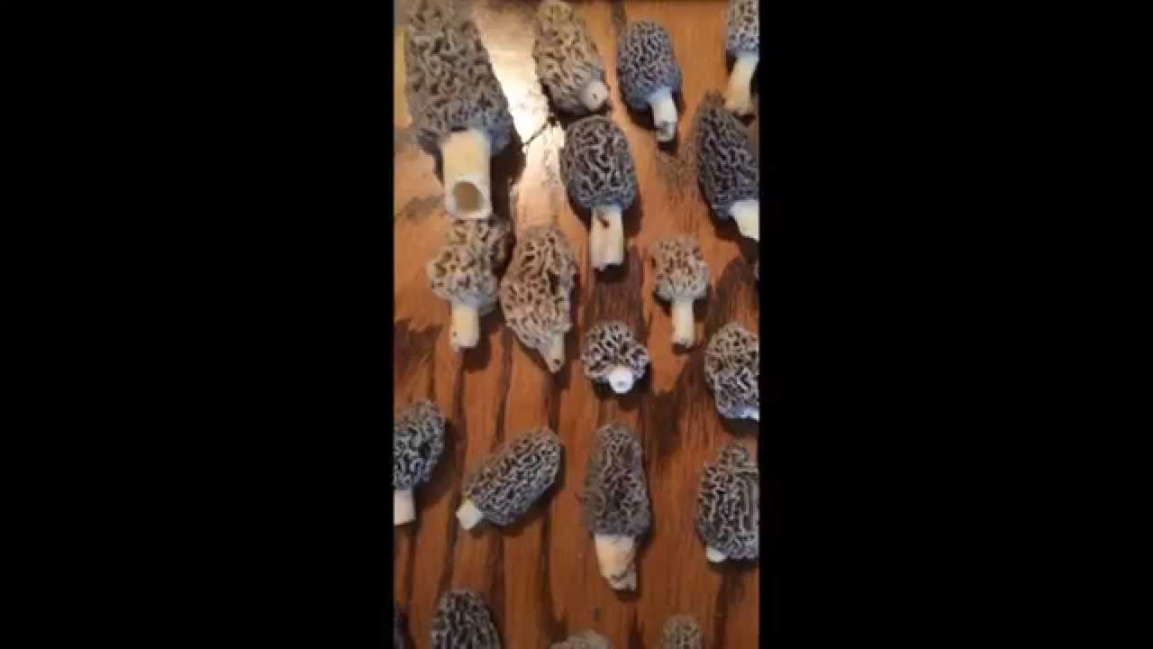 Grey Morel Mushroom - YouTube