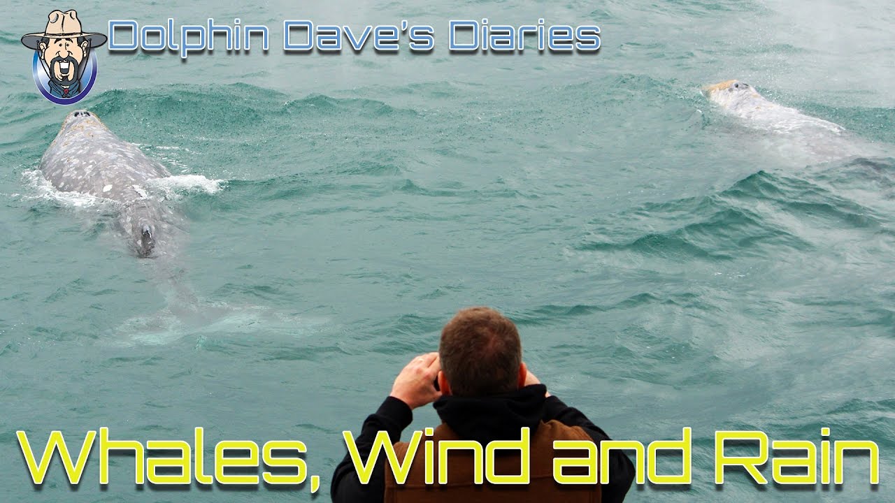 Whales, Wind and Rain - Dolphin Dave's Diaries: February 26, 2017 - YouTube