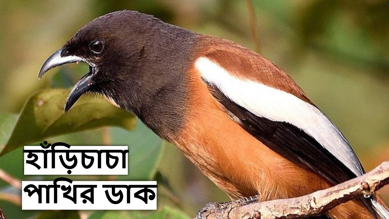 হাঁড়িচাচা পাখির ডাক | Harichacha Pakhir Dak | Rufous Treepie Bird ...