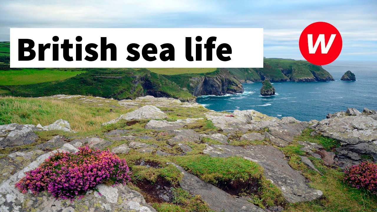 British sea life - YouTube