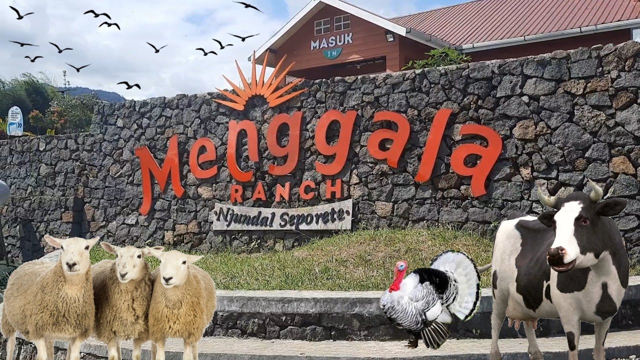 Asyiknya Berkunjung ke MENGGALA RANCH || NEW ZEALAND nya BANYUMAS - YouTube