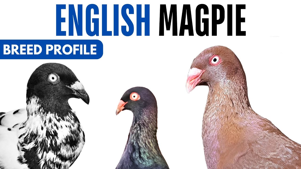 Magpie Pigeon Breed Profile - History - Magpie Pigeon Health Issues ...