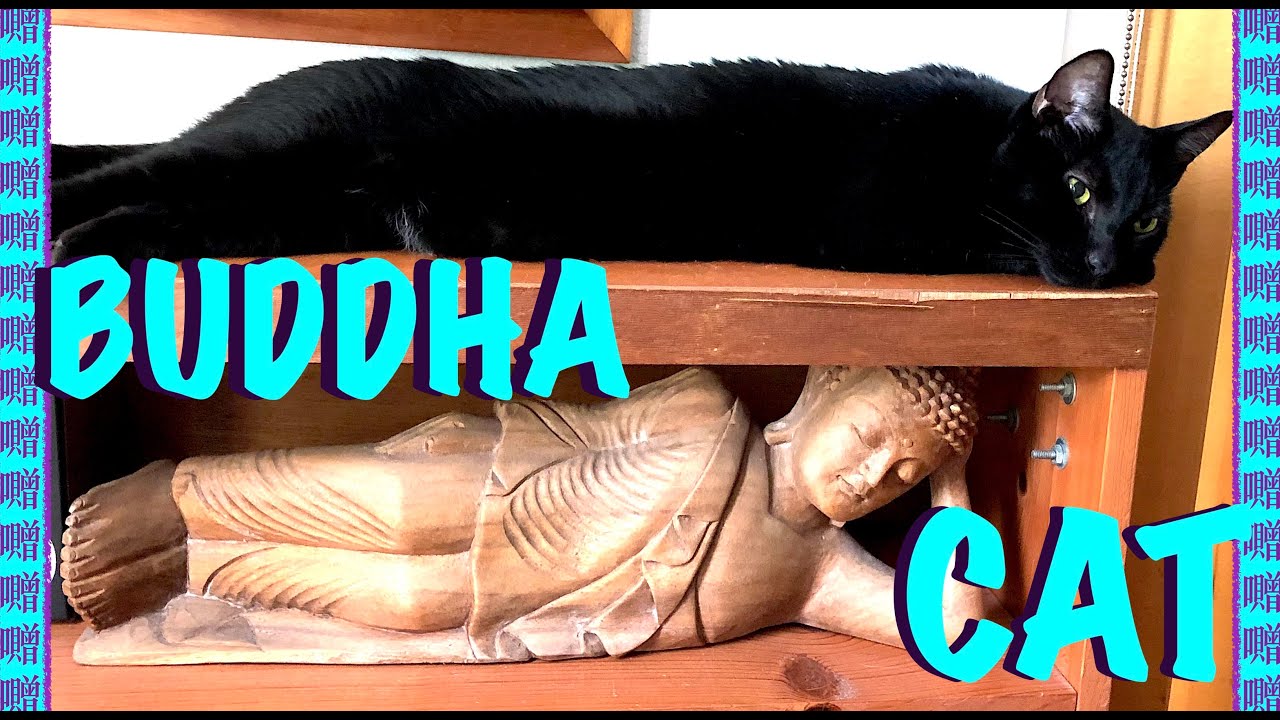 😽RElAXING BUDDHA CAT😽 - YouTube