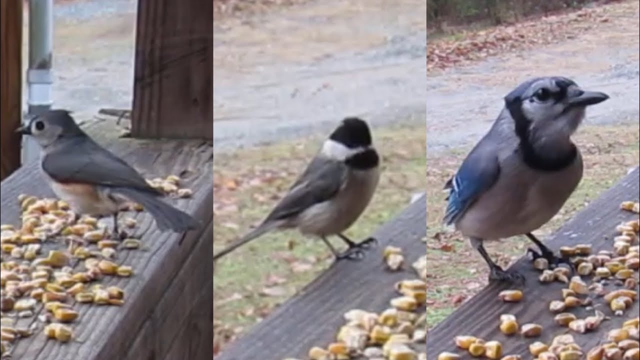 30 Minutes of Blue Jays, Titmice & Chickadees in the Rain - YouTube