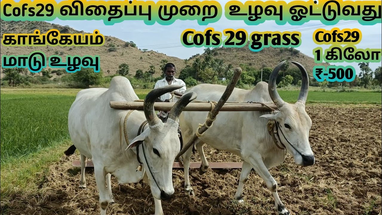Cofs29 விதைப்பு முறை | Cofs 29 grass | cofs29 பசுதீவனம் |கால்நடை தோழன் ...
