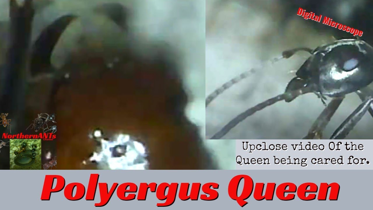 Polyergus Colony upclose with the Digital microscope, Queen being cared ...