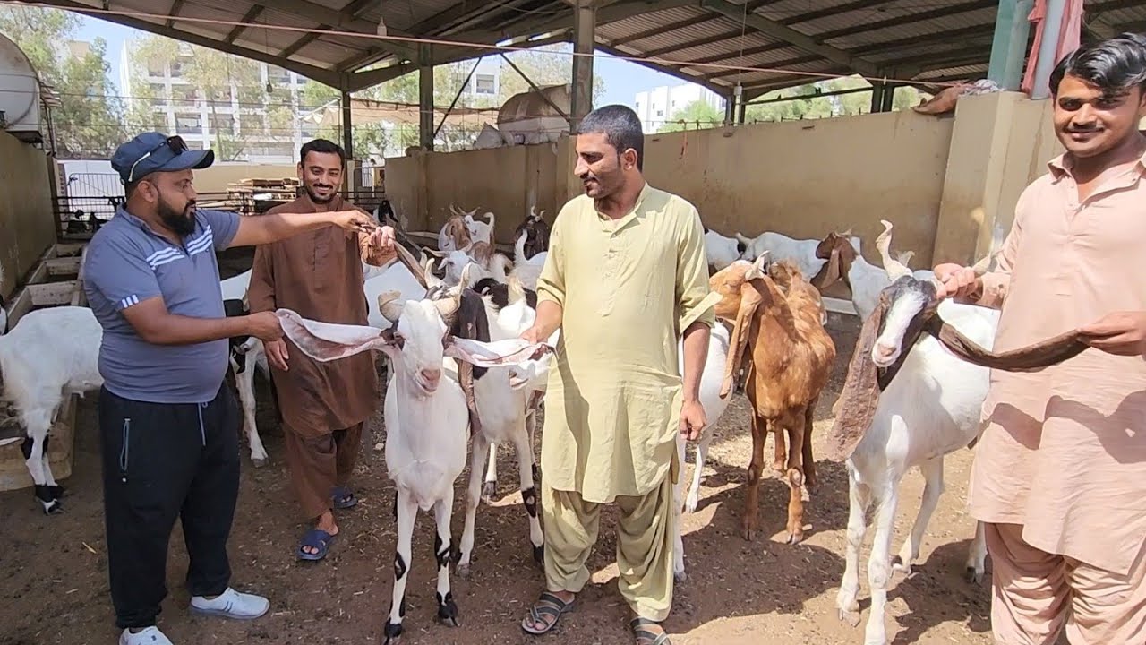 Pakistani Goat Farmers In Dubai Bakra Mandi | Dubai Goat Market. - YouTube