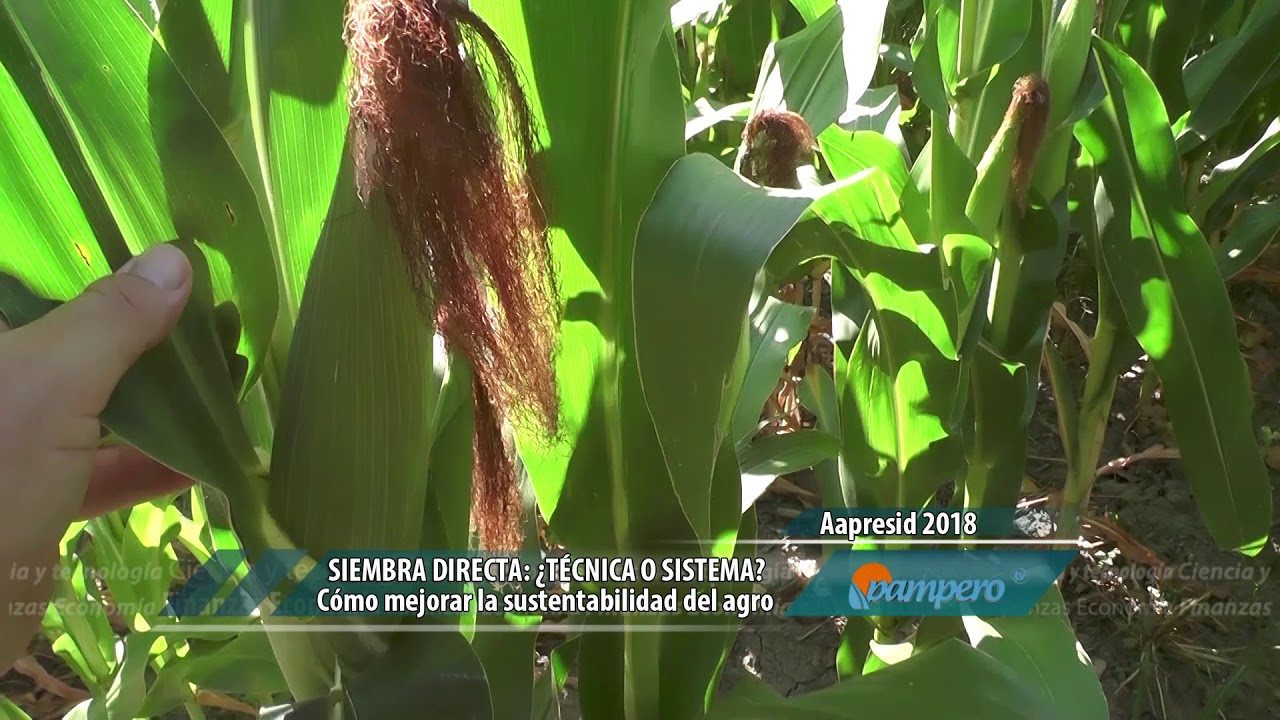 Siembra directa: ¿técnica o sistema? - YouTube