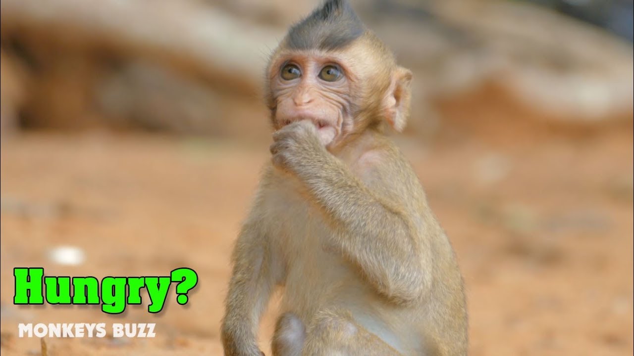 Look Like Lola Don't To Play With Team, Why? Poor Lola Life Still Hungry Much - Monkey Buzz 464 ...