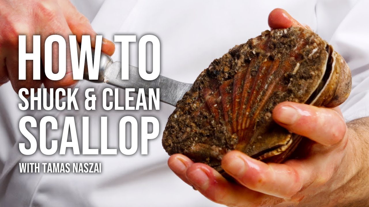 How to Shuck and Clean a Scallop with Tamas Naszai - YouTube