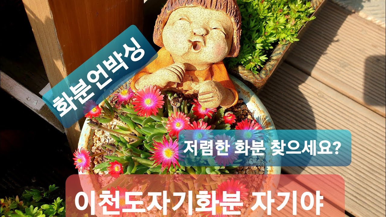 이천도자기화분구경언박싱 다육화분 다육화분싸게파는곳 다육화분도매 이천화분자기야 다육화분가격 도자기화분 Youtube