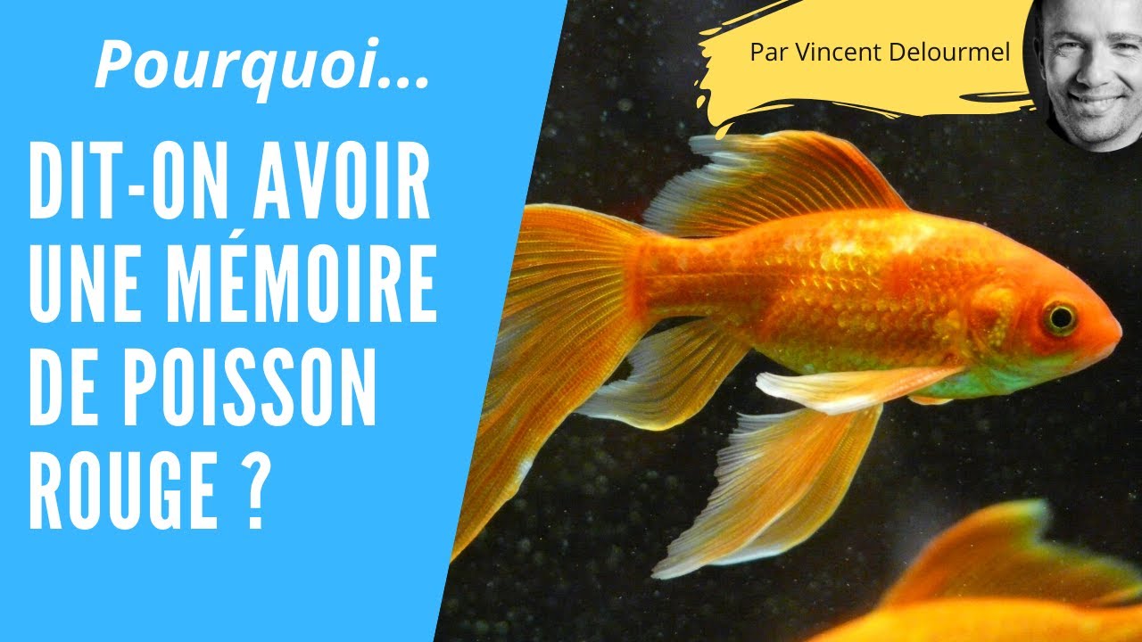 Pourquoi dit-on AVOIR UNE MEMOIRE de POISSON ROUGE ? - YouTube