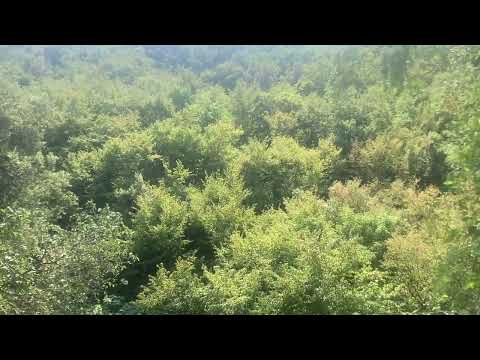 Pisan Hills in Summer