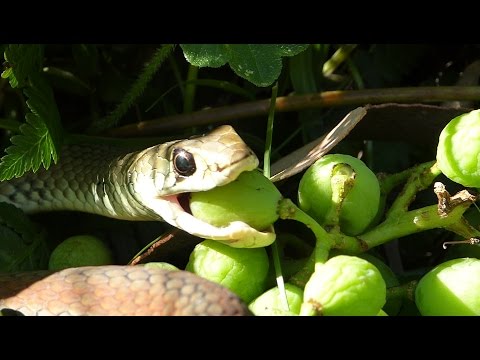 Whip snake eating grapes (hunting grapes)