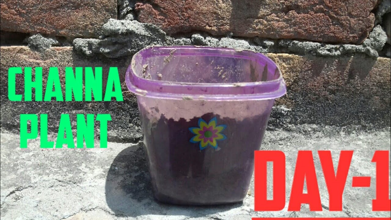 Growing plant of chana (day1) edition-1 - YouTube