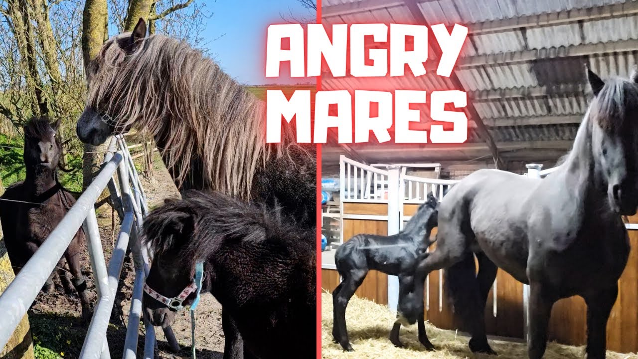 Angry mares | Another name for Wûnder | New for Bjarni and Spidey ...