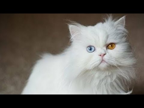shuhaila sherin creation is live stream cute cat 🐱 - YouTube