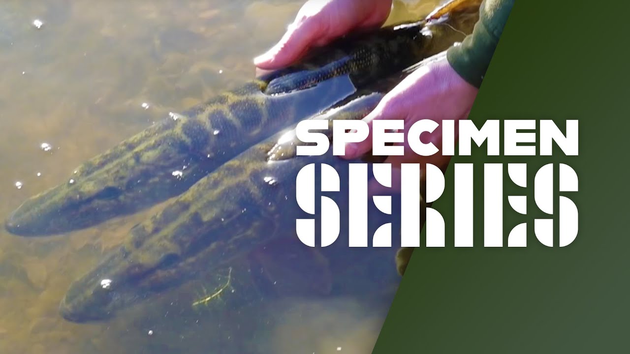 Drifter Float Fishing For Pike - YouTube