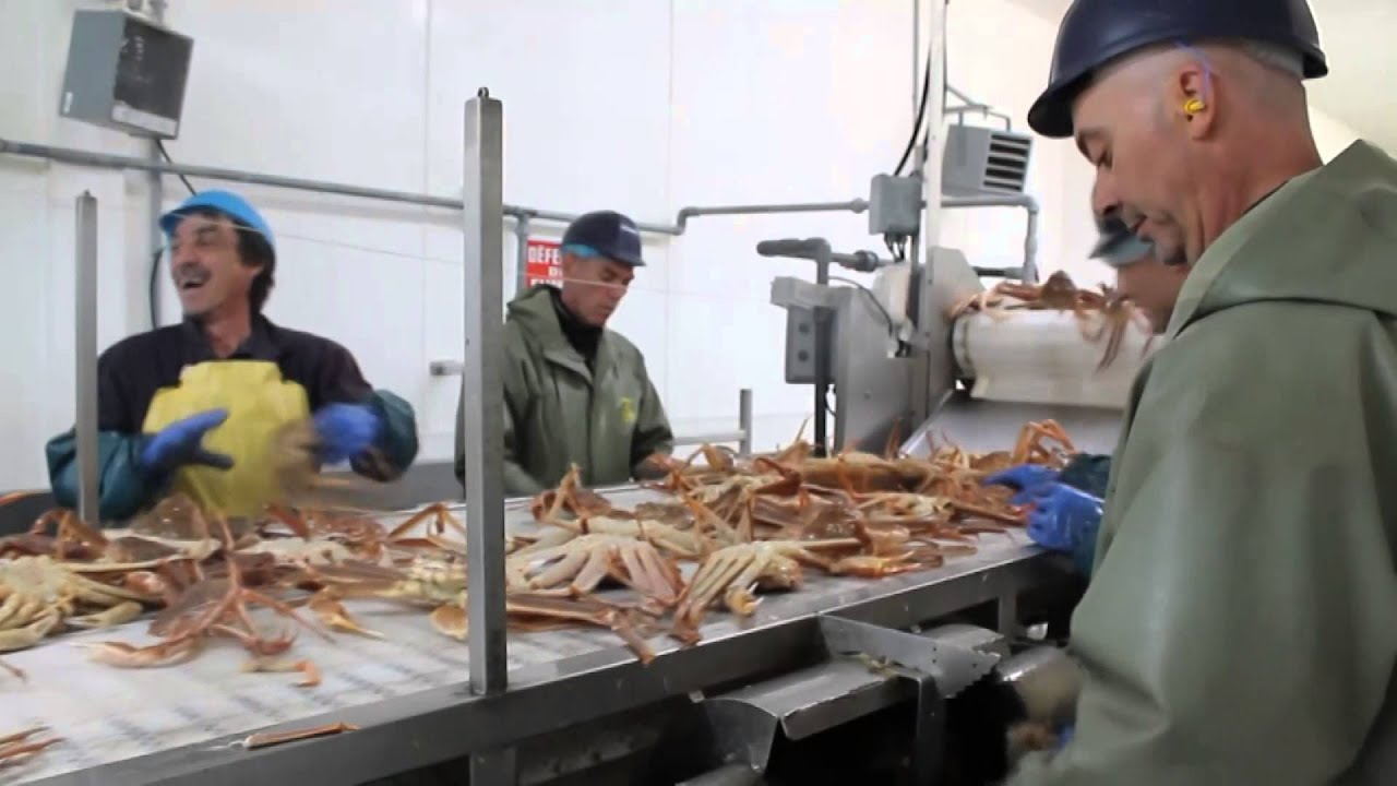Cube Seafood - Crab Section Triple Grader 2 - YouTube